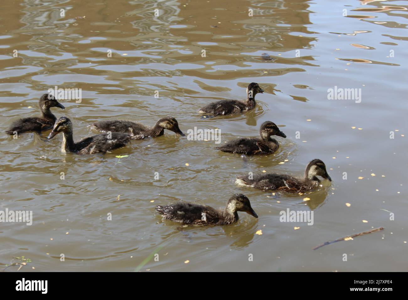 Patitos de agua blanca fotografías e imágenes de alta resolución - Alamy
