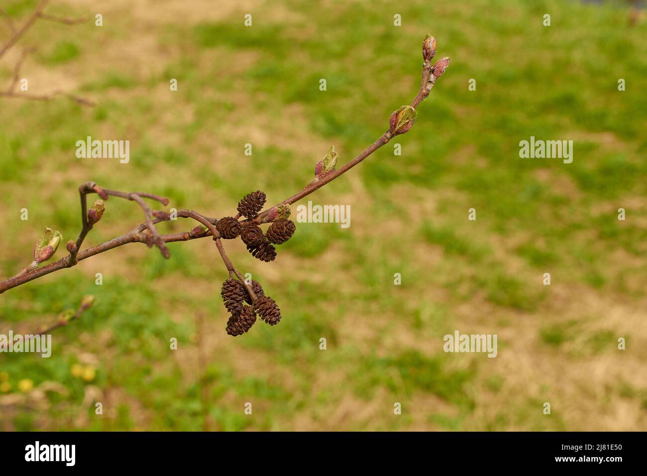 Planta de aliso fotografías e imágenes de alta resolución - Alamy