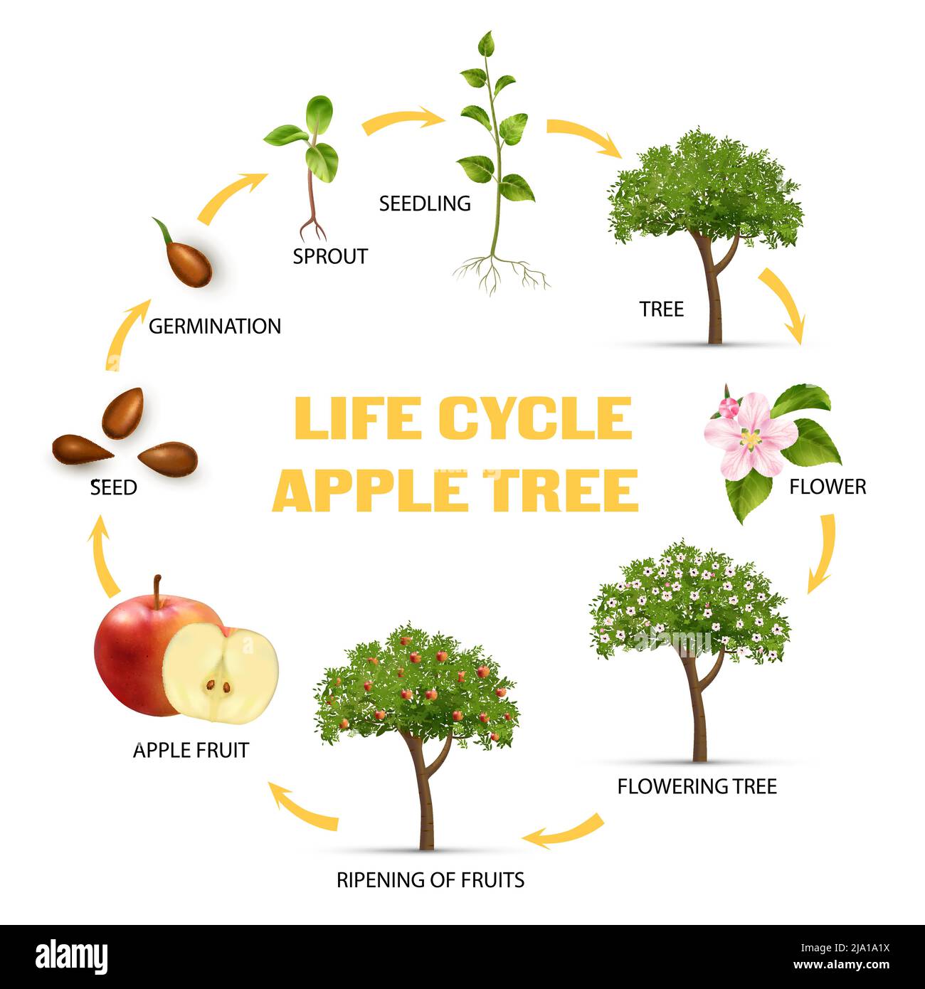 Ciclo De Vida Del Arbol