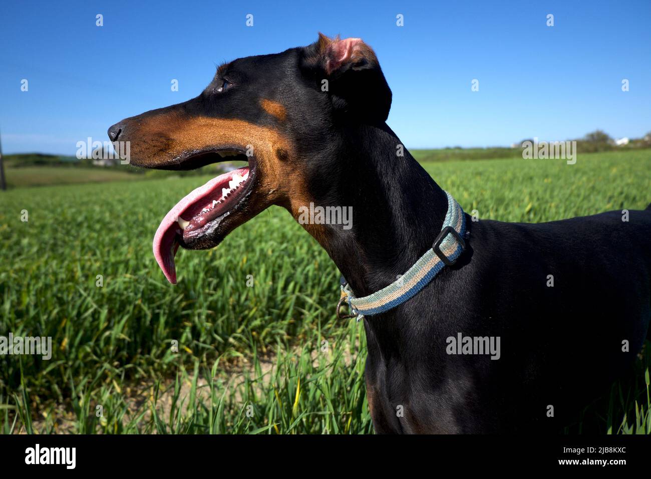 Son Doberman Pinschers Fuera De Los Perros