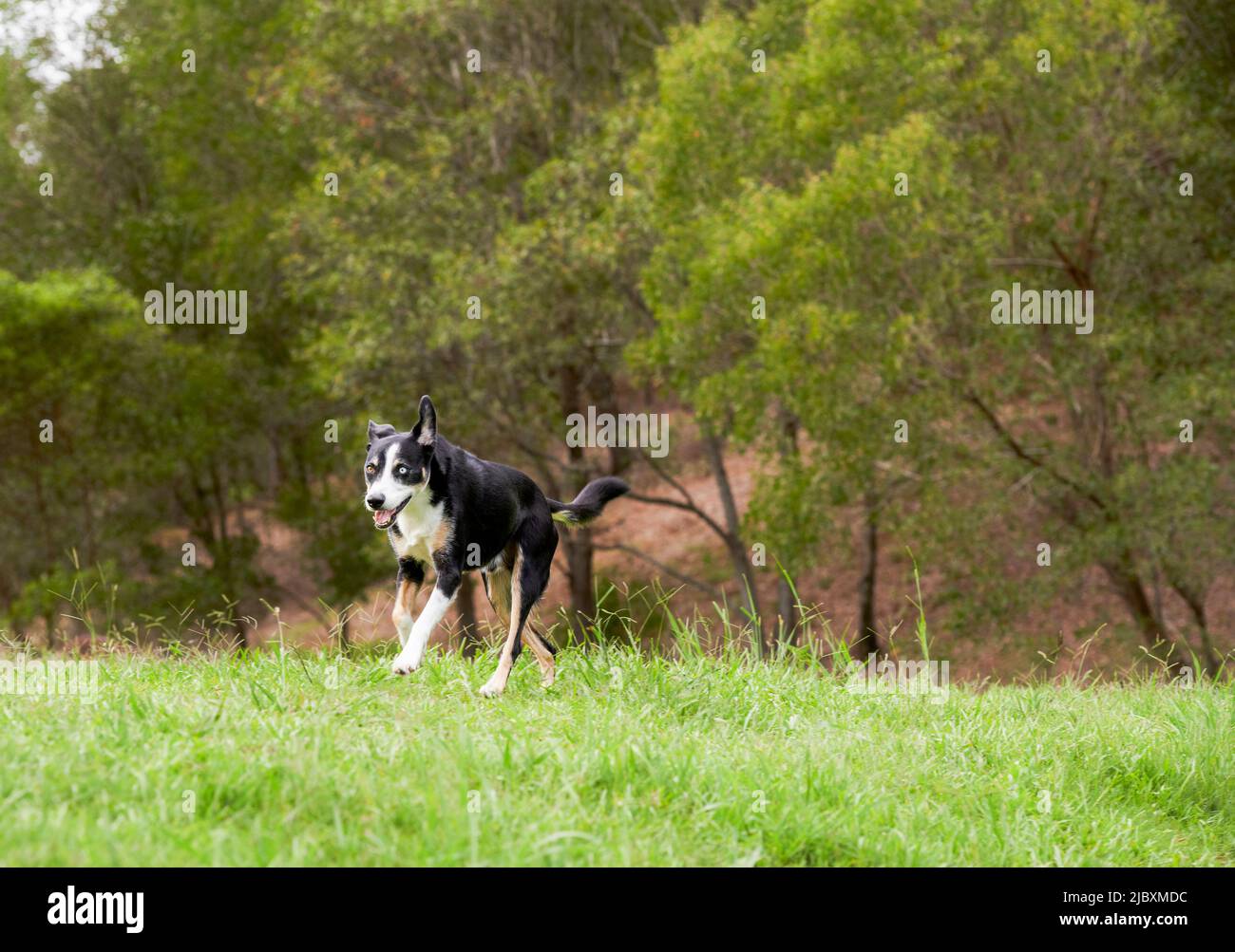 Son Nueva Zelanda Rumbo Perro Ruidoso