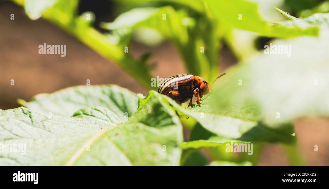 Insectos Comiendo Hojas De Plantas