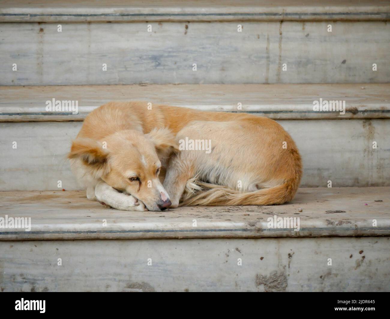 De Que Raza Son Los Perros Callejeros En La India