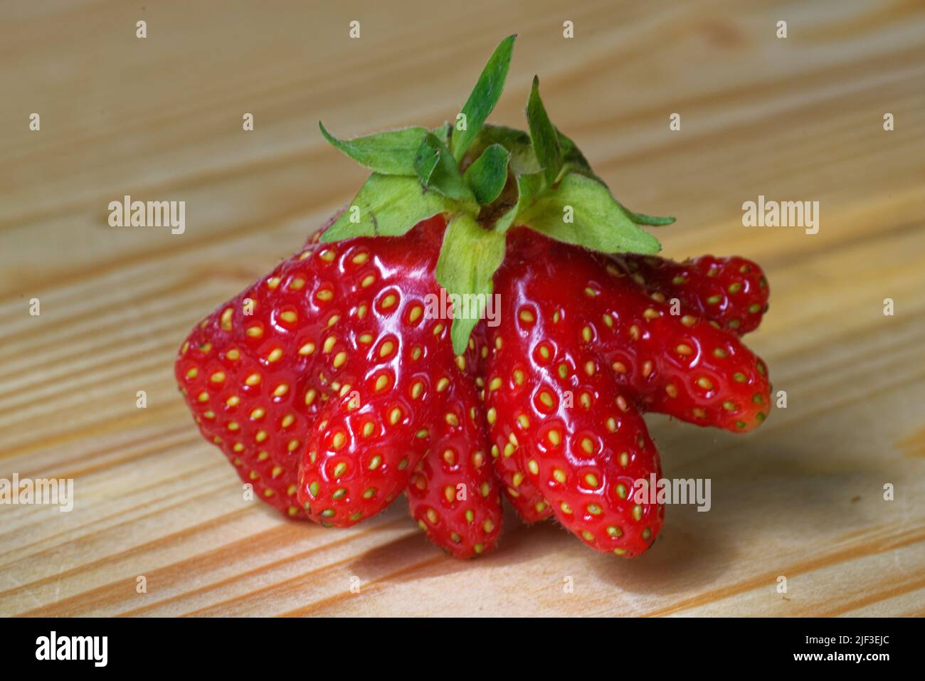 La Fresa De Jardín O Simplemente La Fresa Fragaria X Anananassa Es
