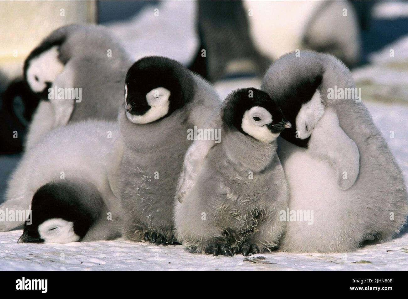 Los Pingüinos Emperador De La Antártida La Marcha De Los Pingüinos