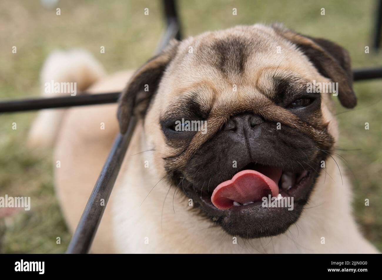 Es Pug Una Raza Mixta