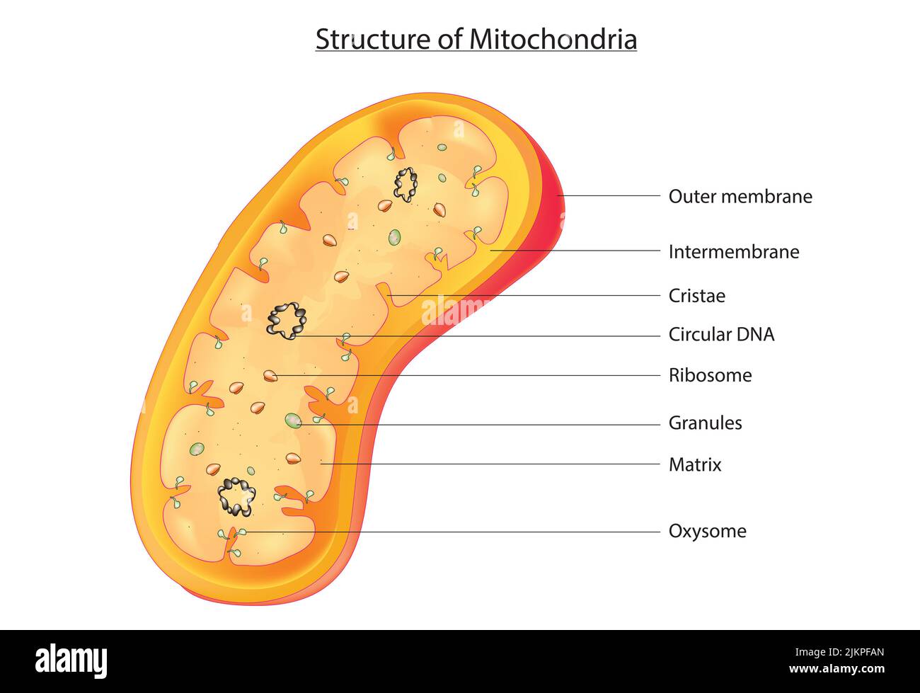 Estructura De Las Mitocondrias Fotografía De Stock Alamy