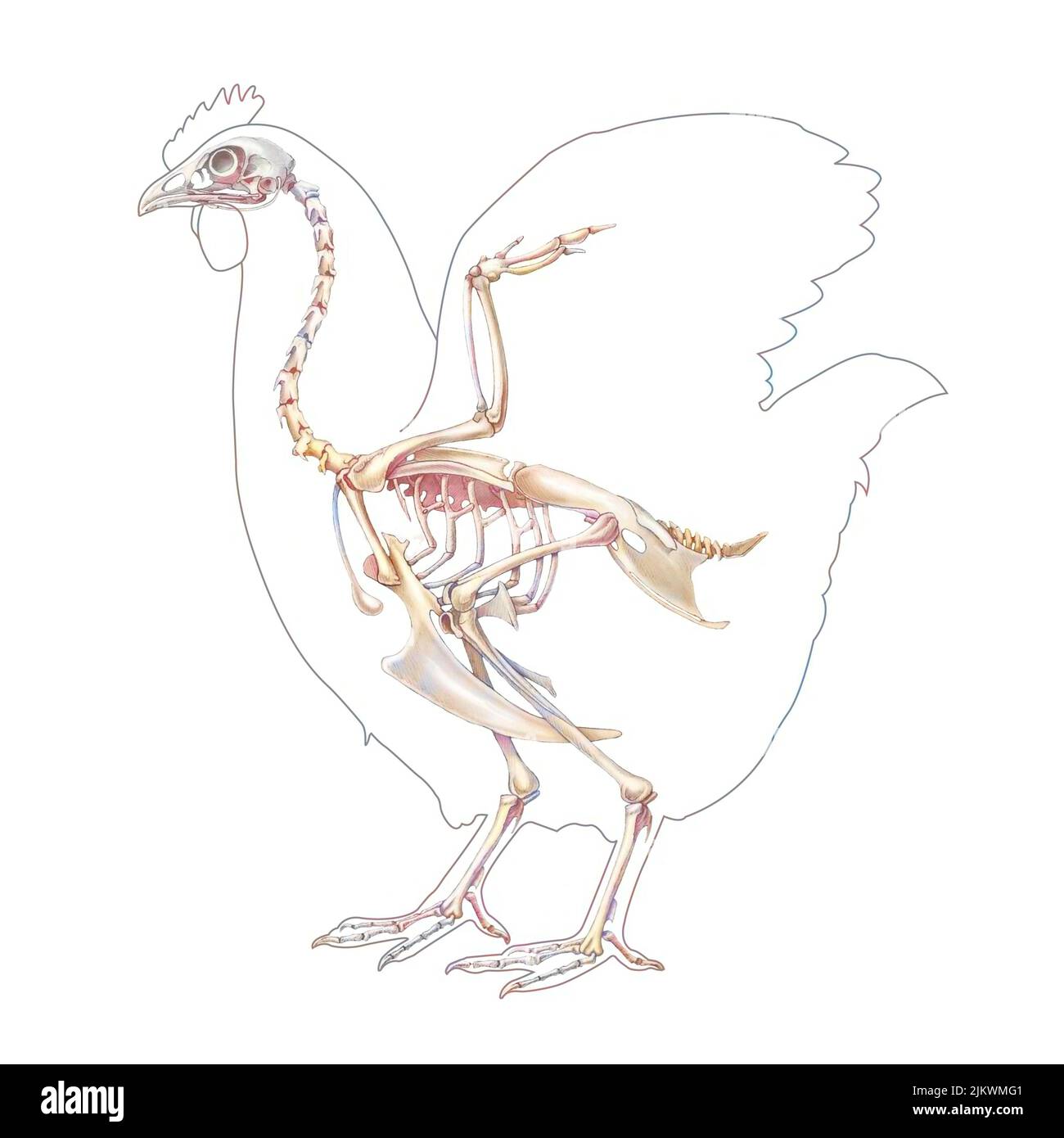 Descubre Las Partes De Una Gallina: Anatomía Básica – CTTP