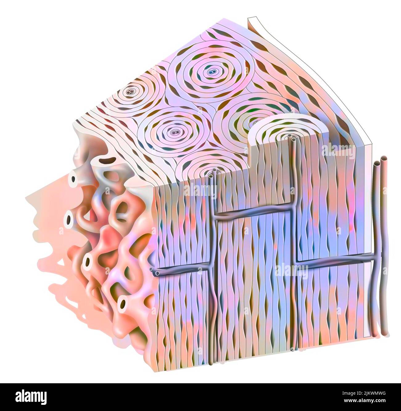 Diagrama De Hueso Compacto Y Esponjoso