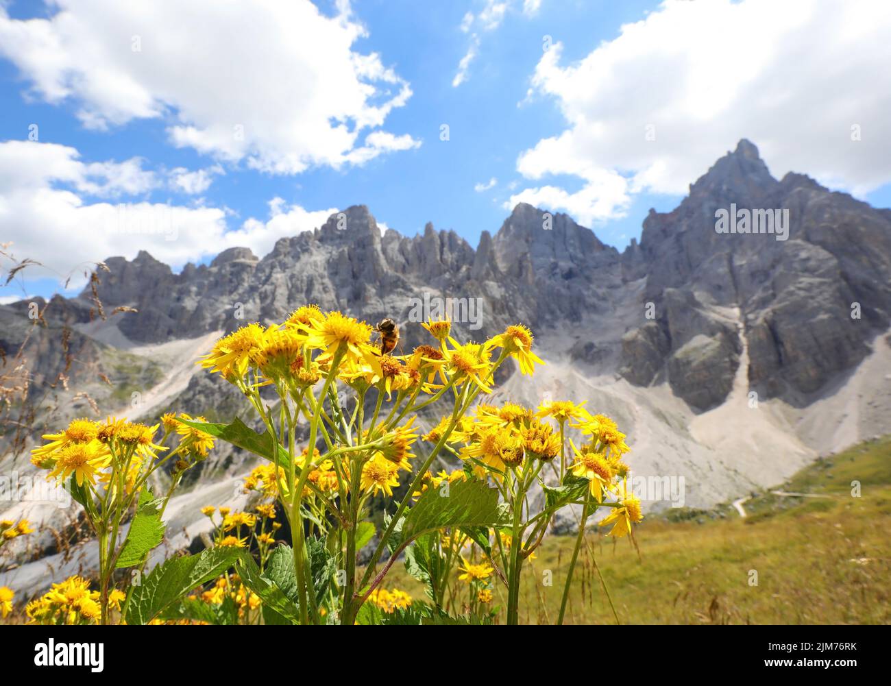 Arnica montana es una flor amarilla utilizada en la medicina para ...