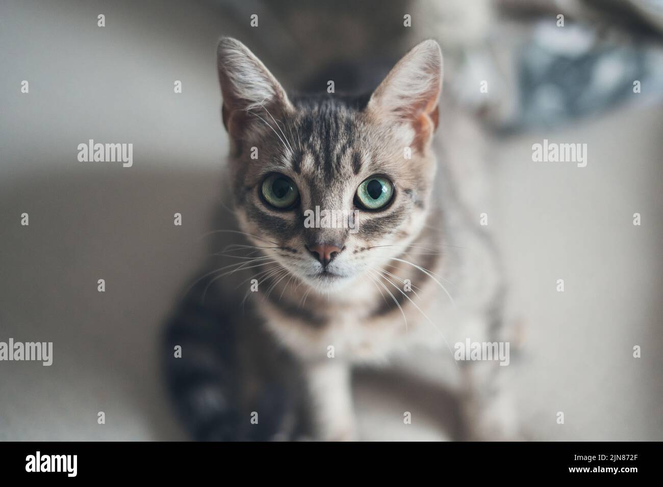 El gato con rayas grises mirando la cámara con sus ojos verdes. Grasa ...
