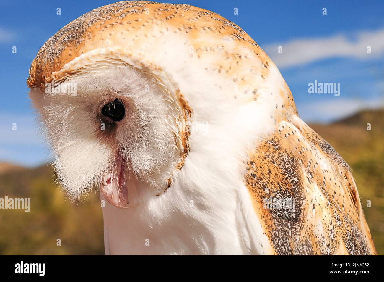 Eating a mouse fotografías e imágenes de alta resolución - Alamy