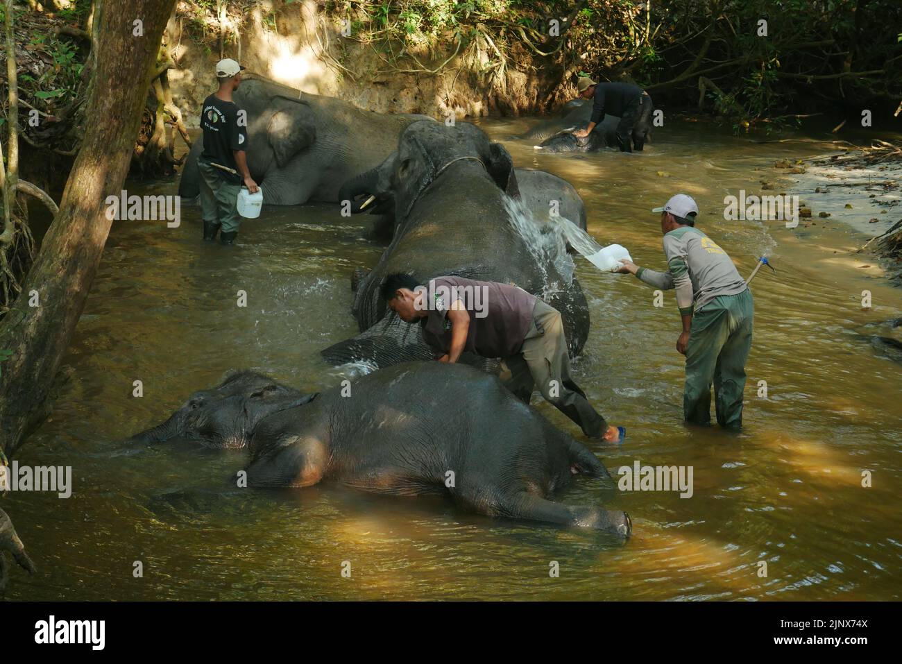 Sumatera Lampung Indonesia 12th De Ago De 2022 Mahout Manipulador