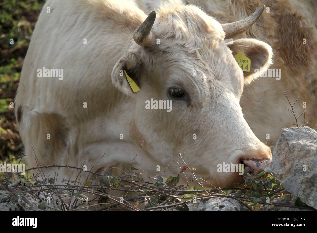 Orejas etiquetadas de vaca fotografías e imágenes de alta resolución ...