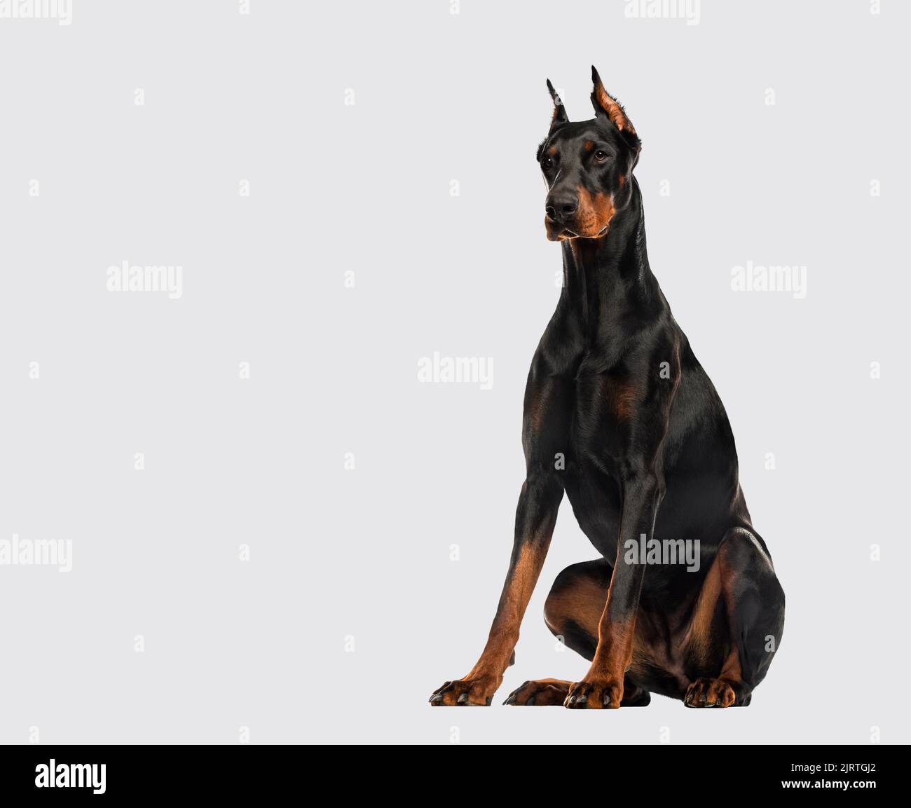 Doberman Sin Cortar Vs Orejas Cortadas