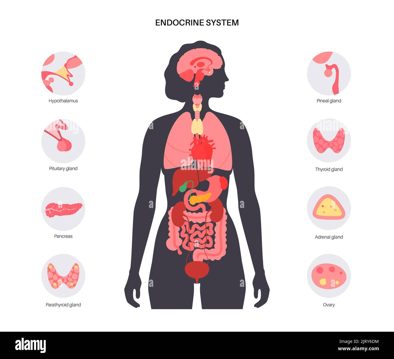 Dibujo Del Sistema Endocrino