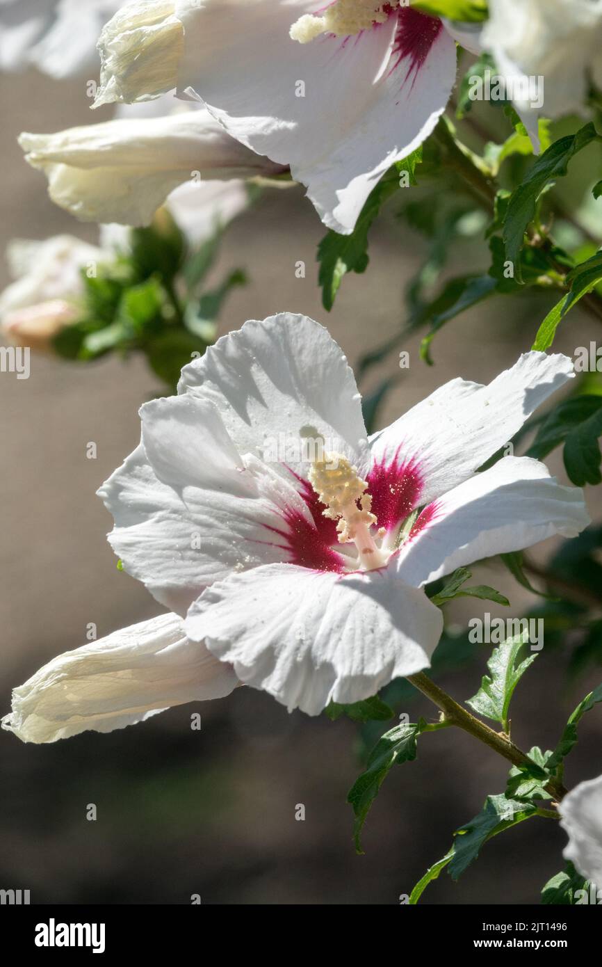 Rosa De Las Flores De Sharon Blanco Centro Flor Hibiscus Syriacus