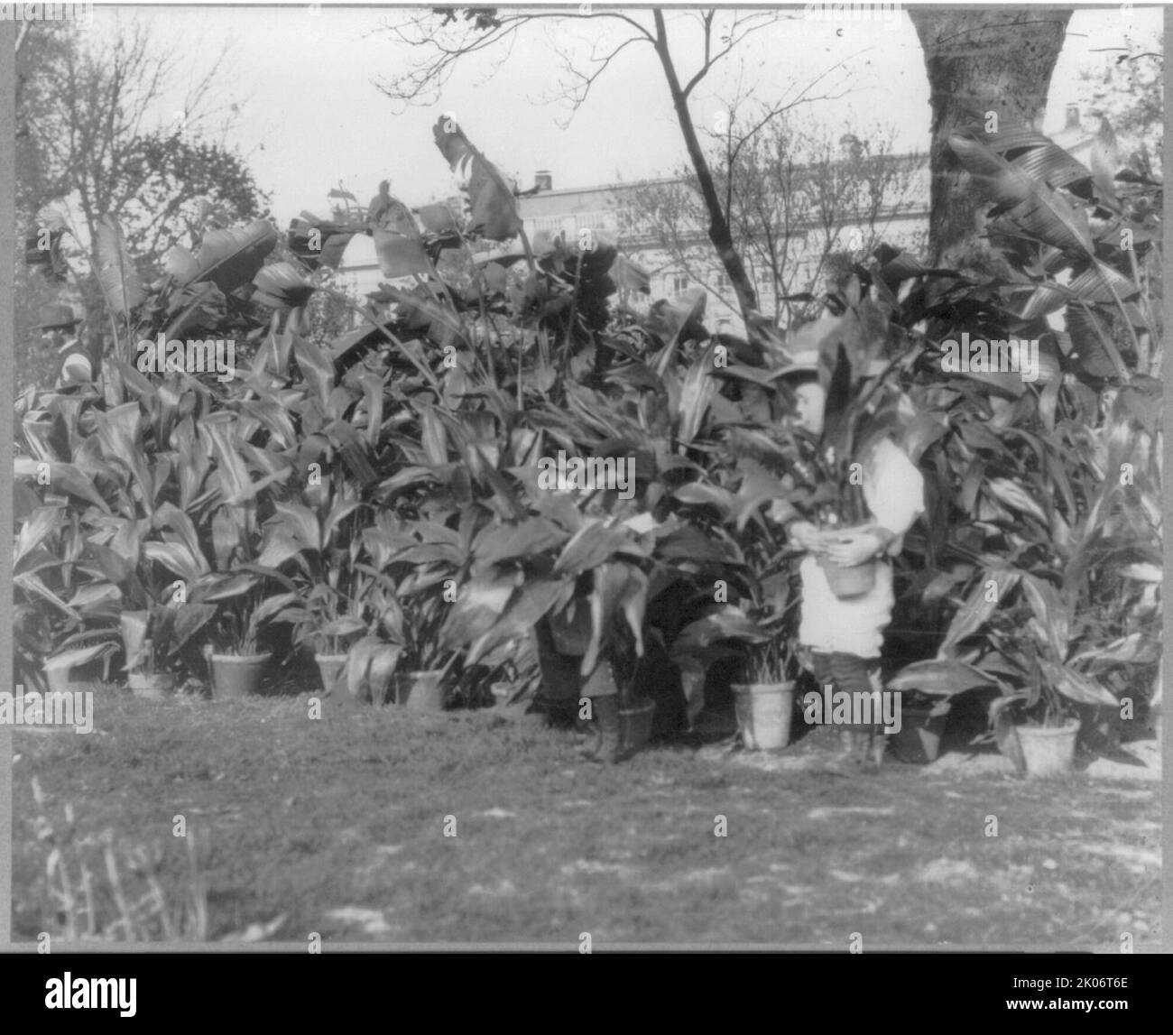 Quentin Roosevelt 1901 Entre Palmeras En Macetas En El Jardín De La Casa Blanca Quentin