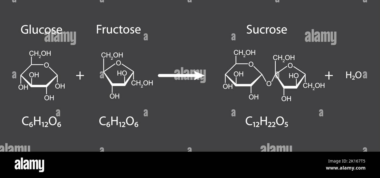 Fórmula esquelética molécula química de sacarosa Imagen Vector de stock ...
