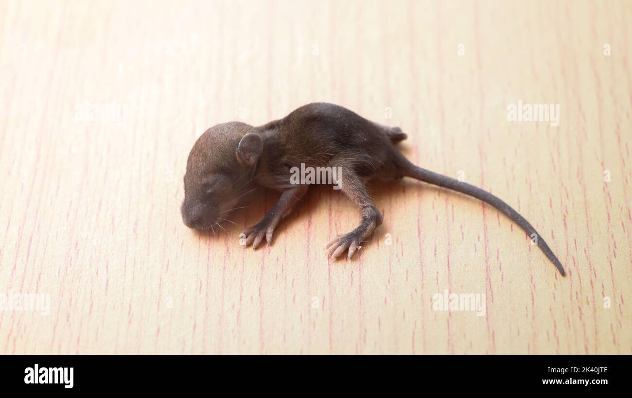 Raton recien nacido fotografías e imágenes de alta resolución - Alamy