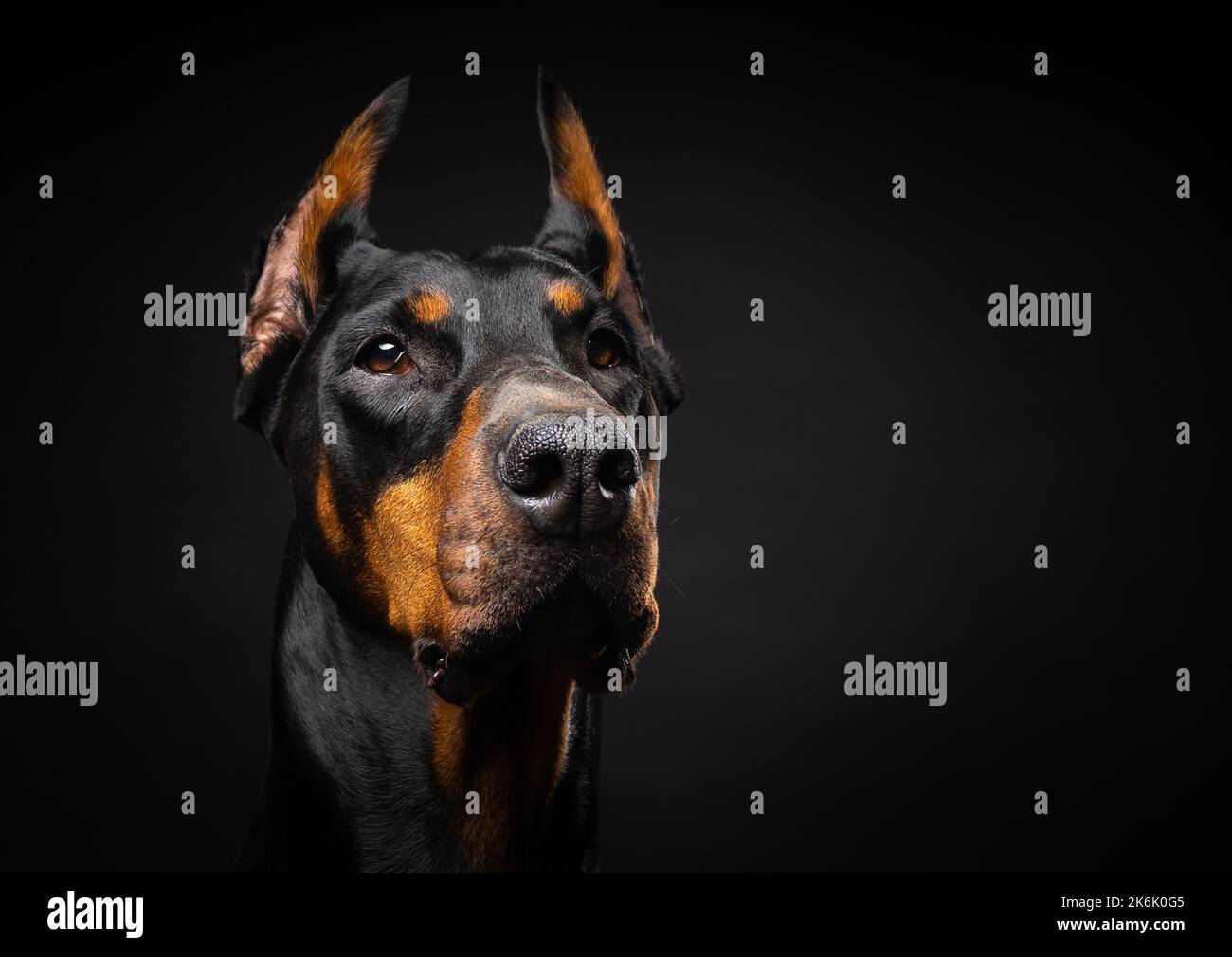 Un Perro Que Parece Doberman