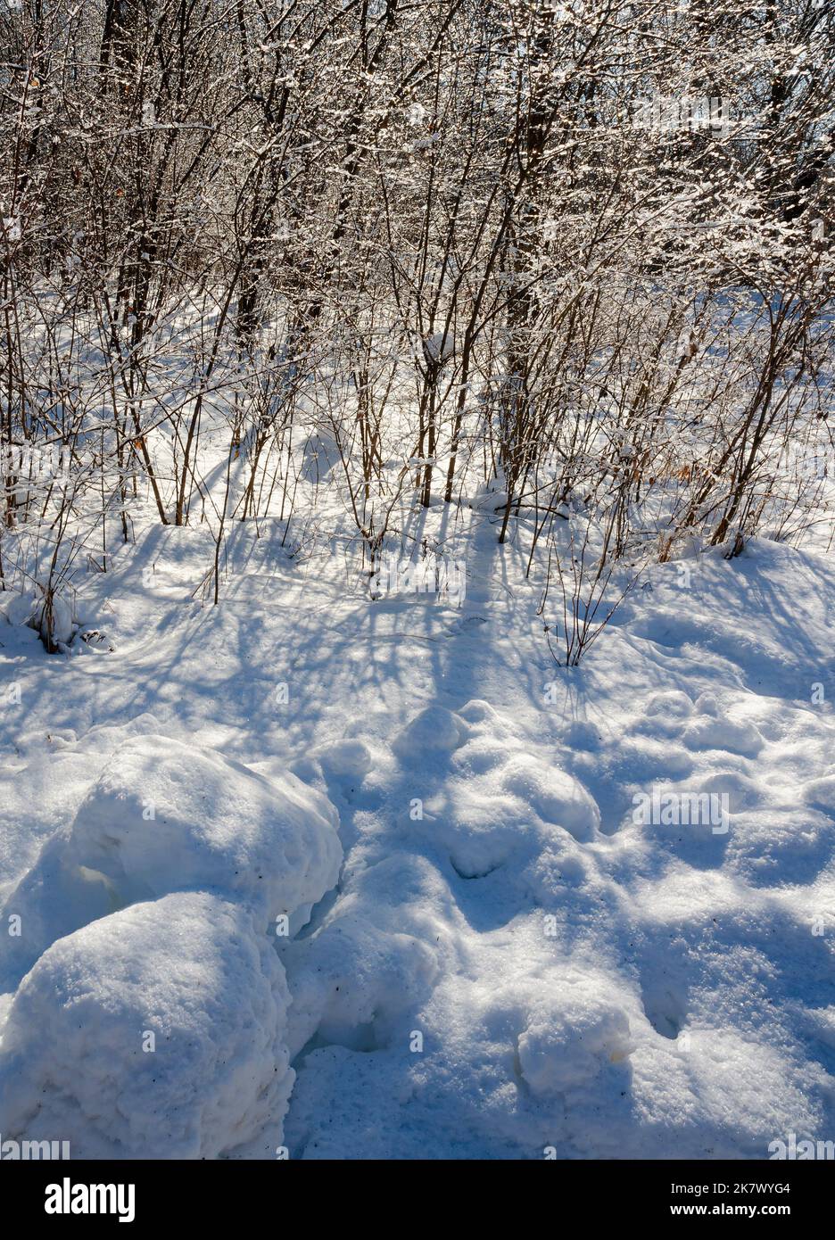 El borde de un bosque está recién cubierto de nieve y retroiluminado ...