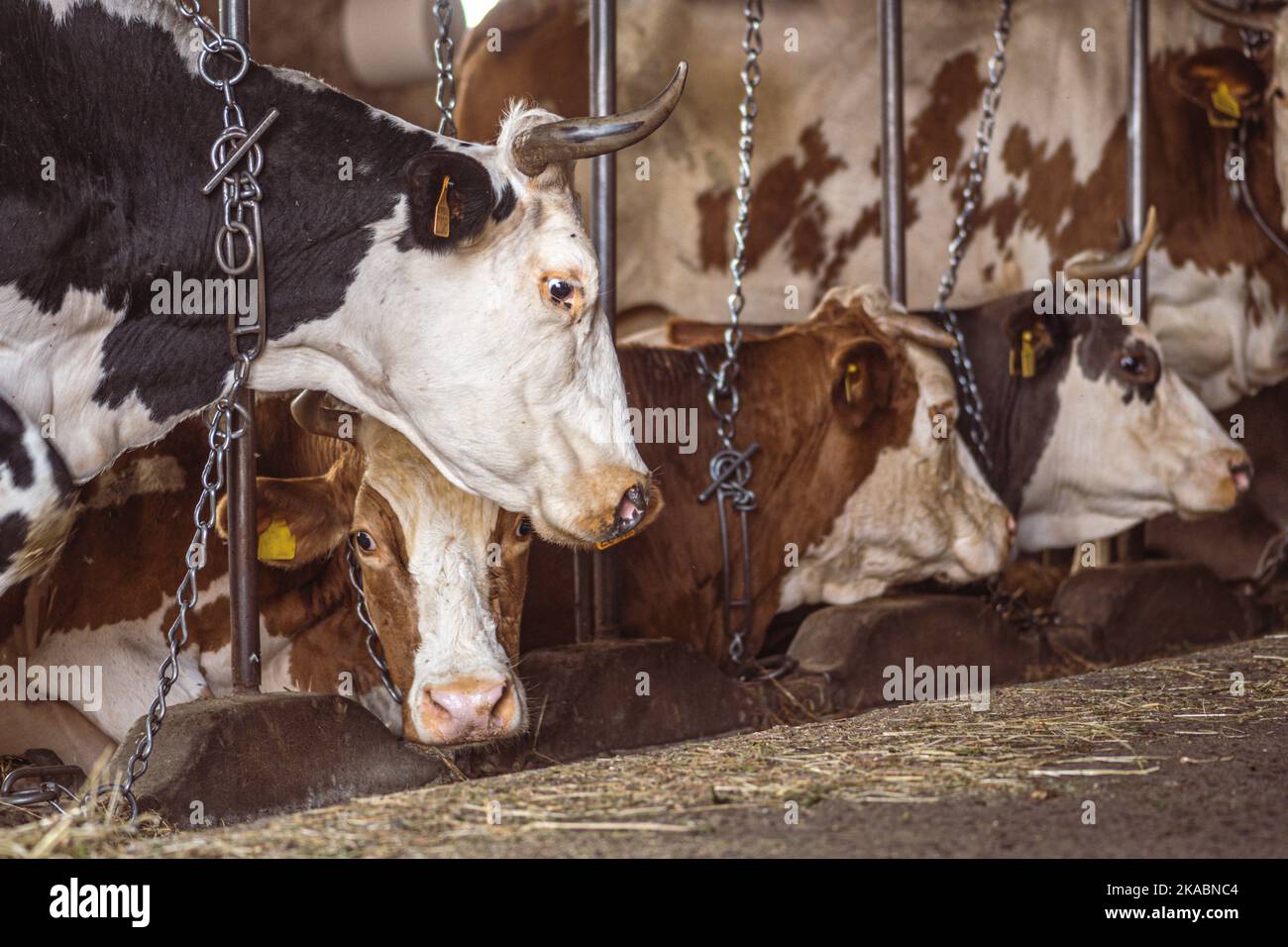 Cría intensiva de vacas en fila explotadas para la producción de leche ... Cría intensiva de vacas en fila explotadas para la producción de leche ...