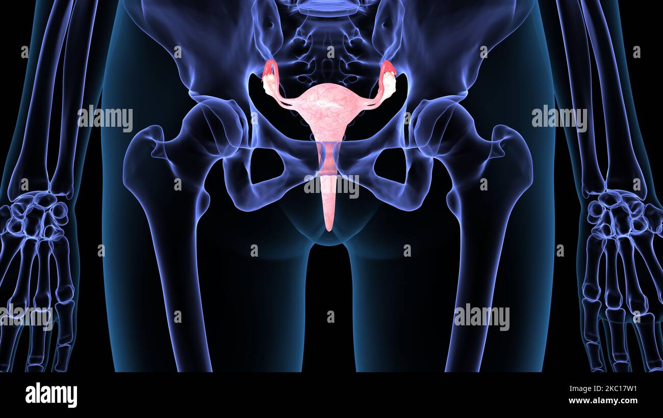 Anatomia Del Aparato Reproductor Femenino – Bilarasa Anatomia Del Aparato Reproductor Femenino – Bilarasa