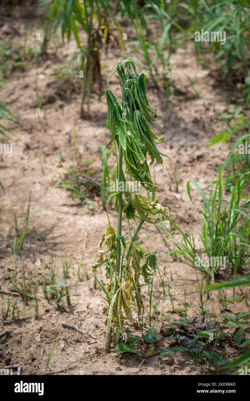 Fusarium marchitamiento Enfermedad del cannabis en el campo causada por ... Fusarium marchitamiento Enfermedad del cannabis en el campo causada por ...