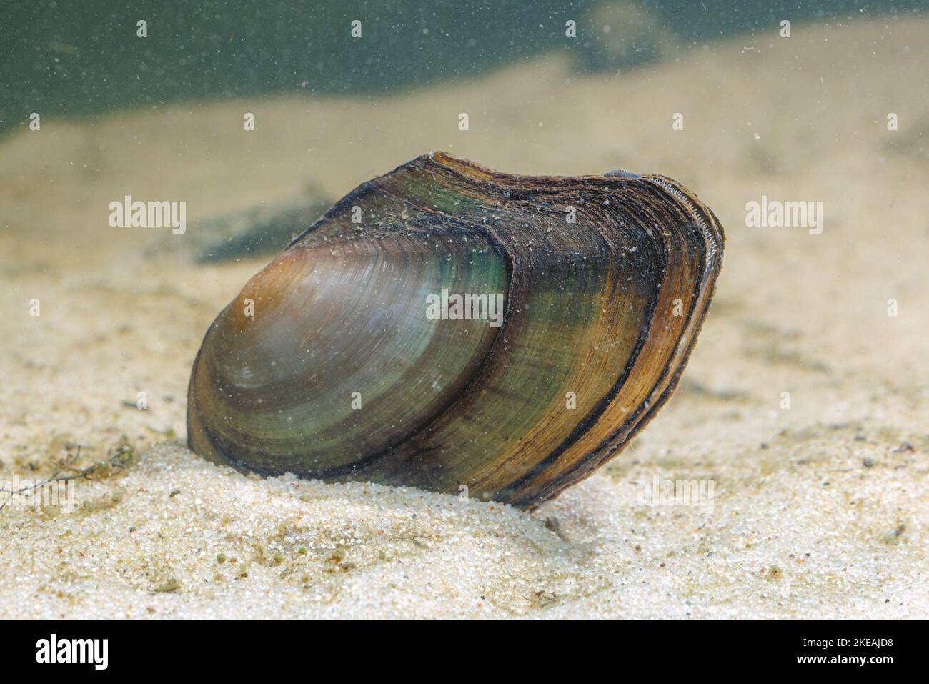 Guía práctica: Cómo identificar mejillones frescos que flotan o se ...