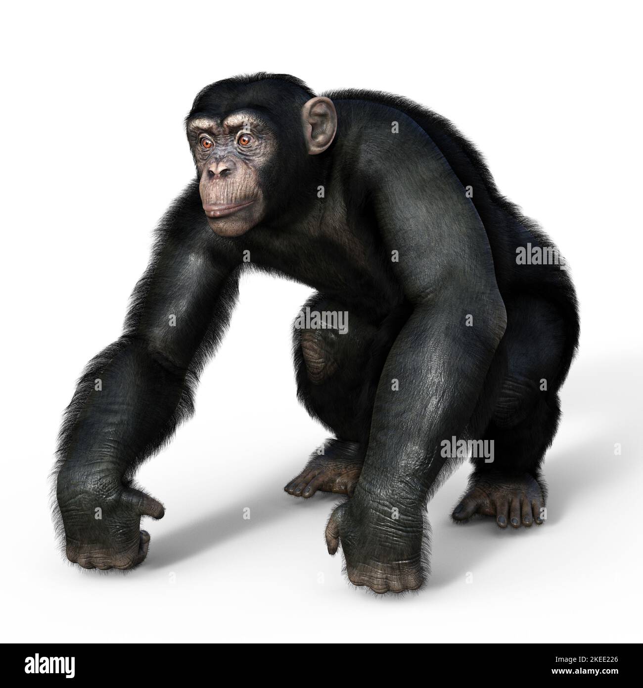 Ilustración chimpancé fotografías e imágenes de alta resolución - Alamy
