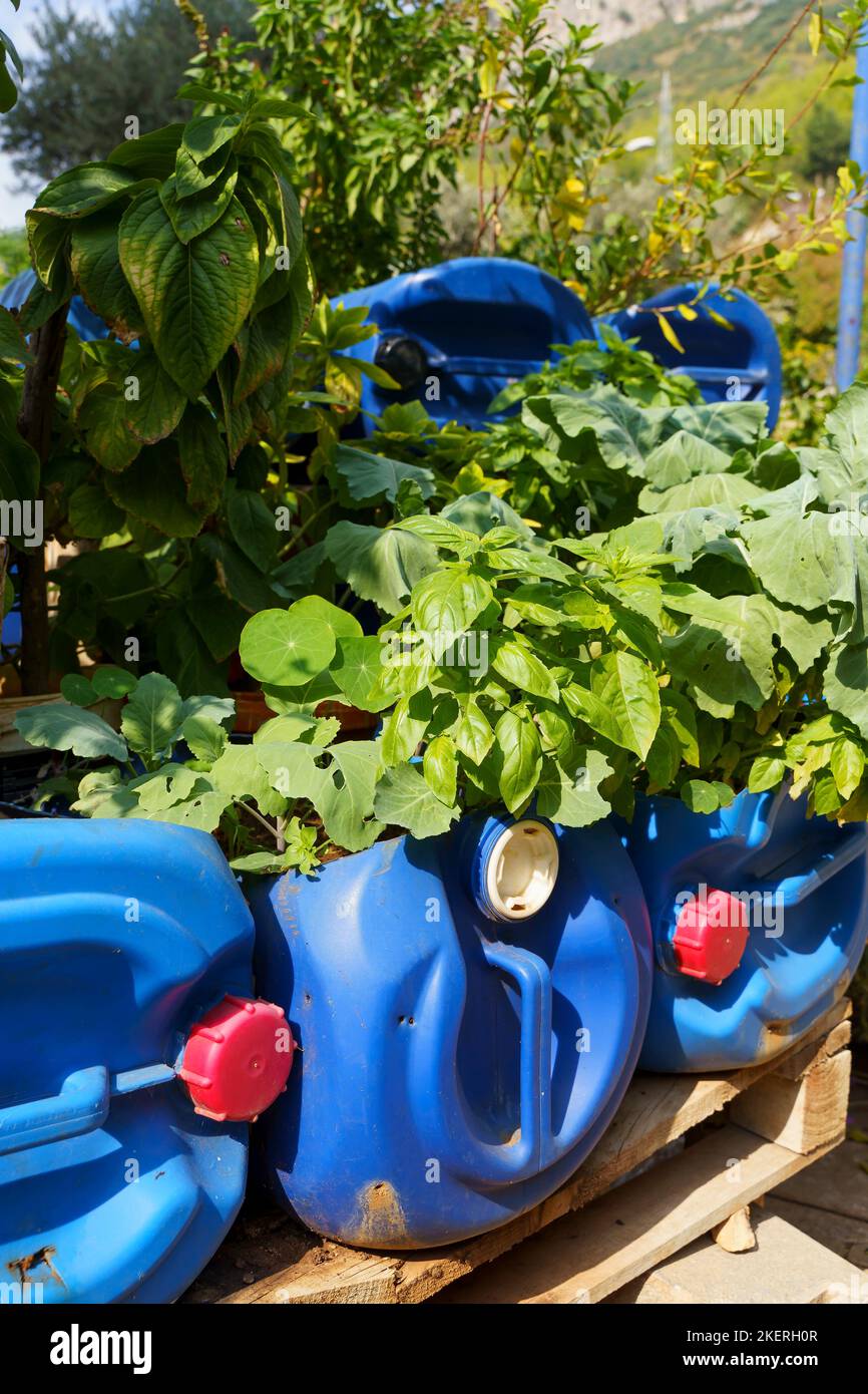 Reciclaje De Botellas De Plástico Para El Cultivo De Plantas Y Flores En El Jardín De La Casa