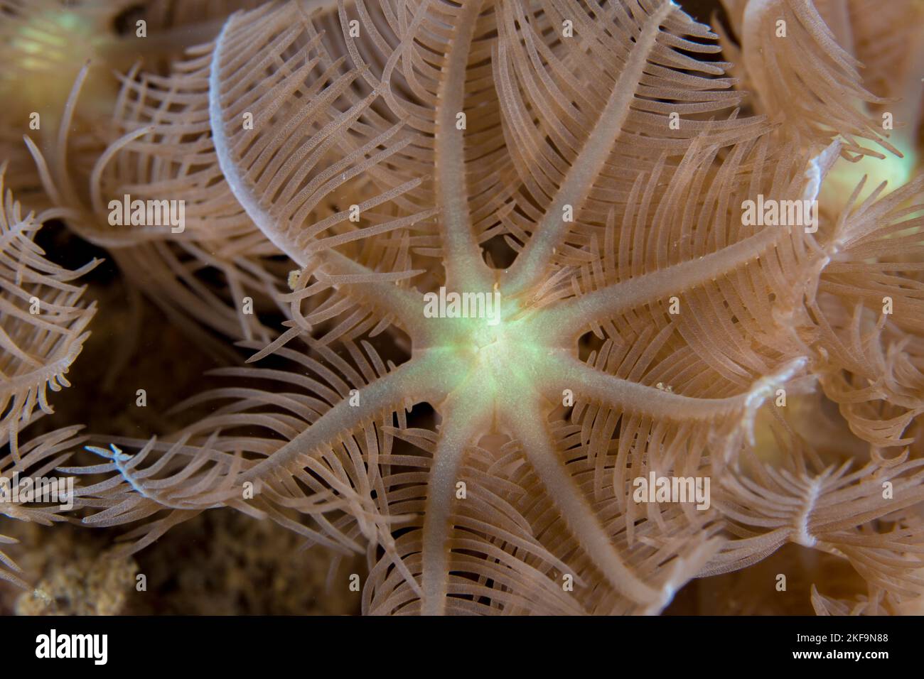 Detalle de Anémona de Mar en el arrecife de coral de papúa Nueva Guinea ... Detalle de Anémona de Mar en el arrecife de coral de papúa Nueva Guinea ...