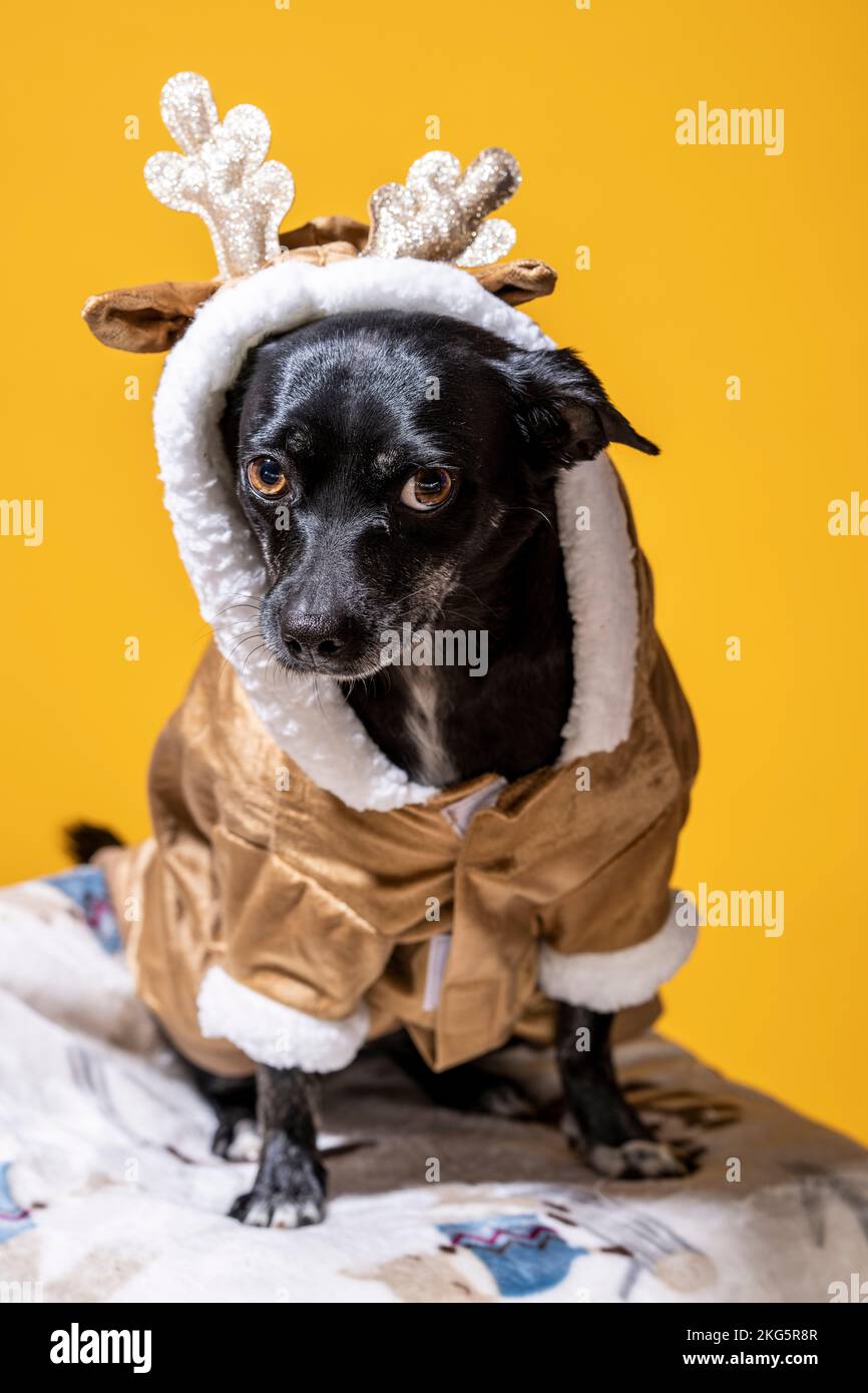 Una Raza De Perro Amarillo