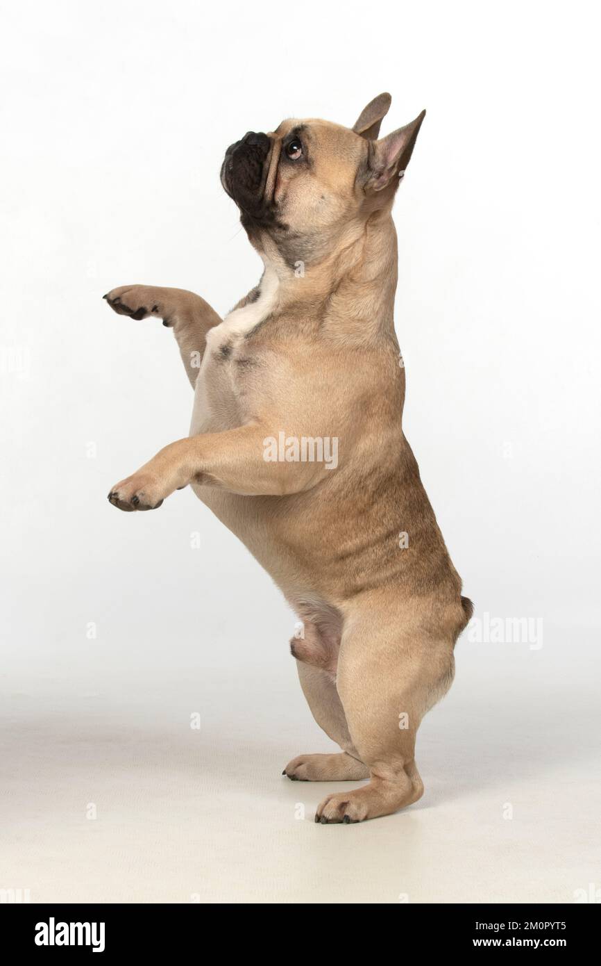 Todos Los Bulldogs Franceses Son Perezosos