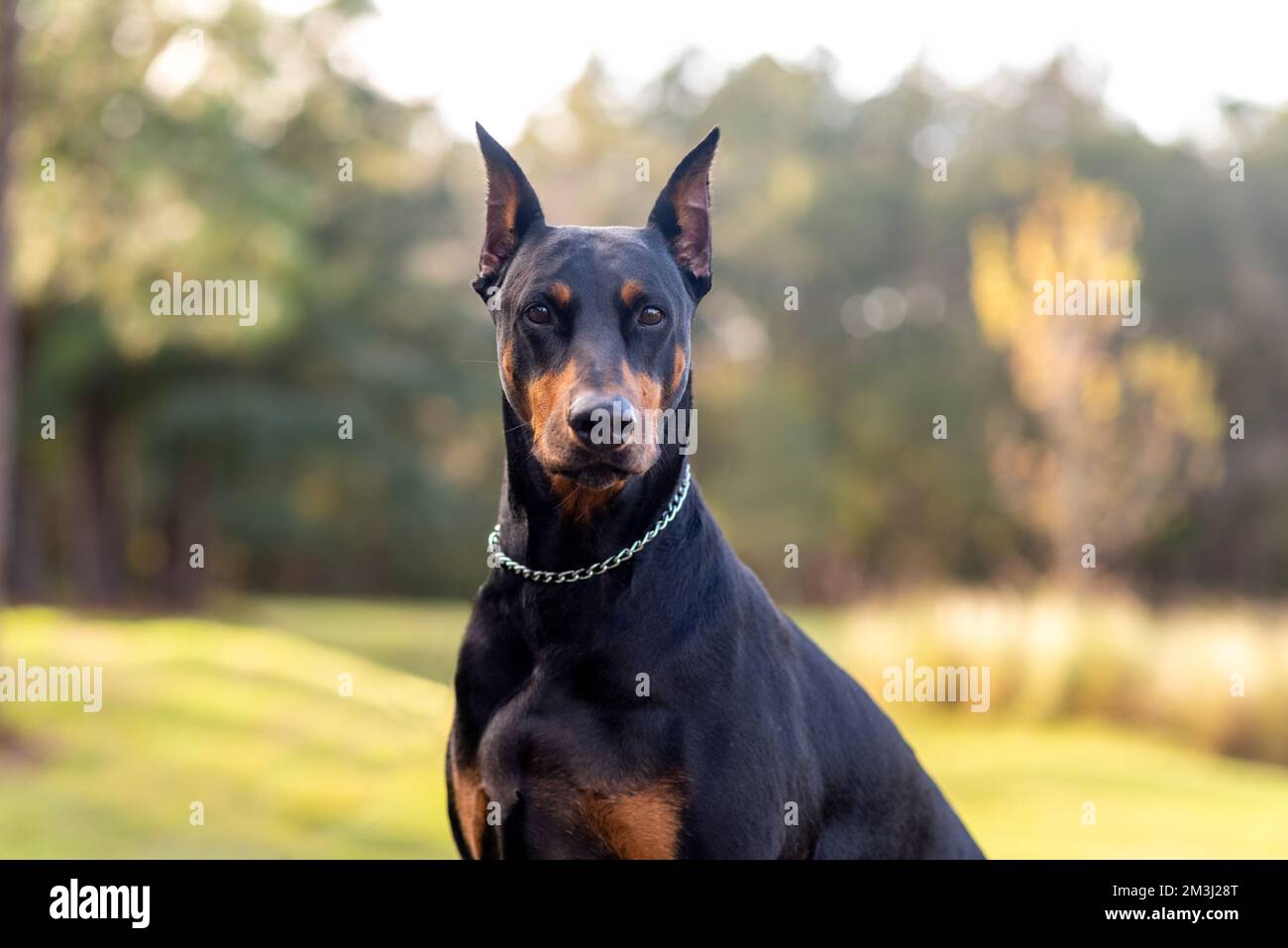 Son Doberman Pinschers Fuera De Los Perros
