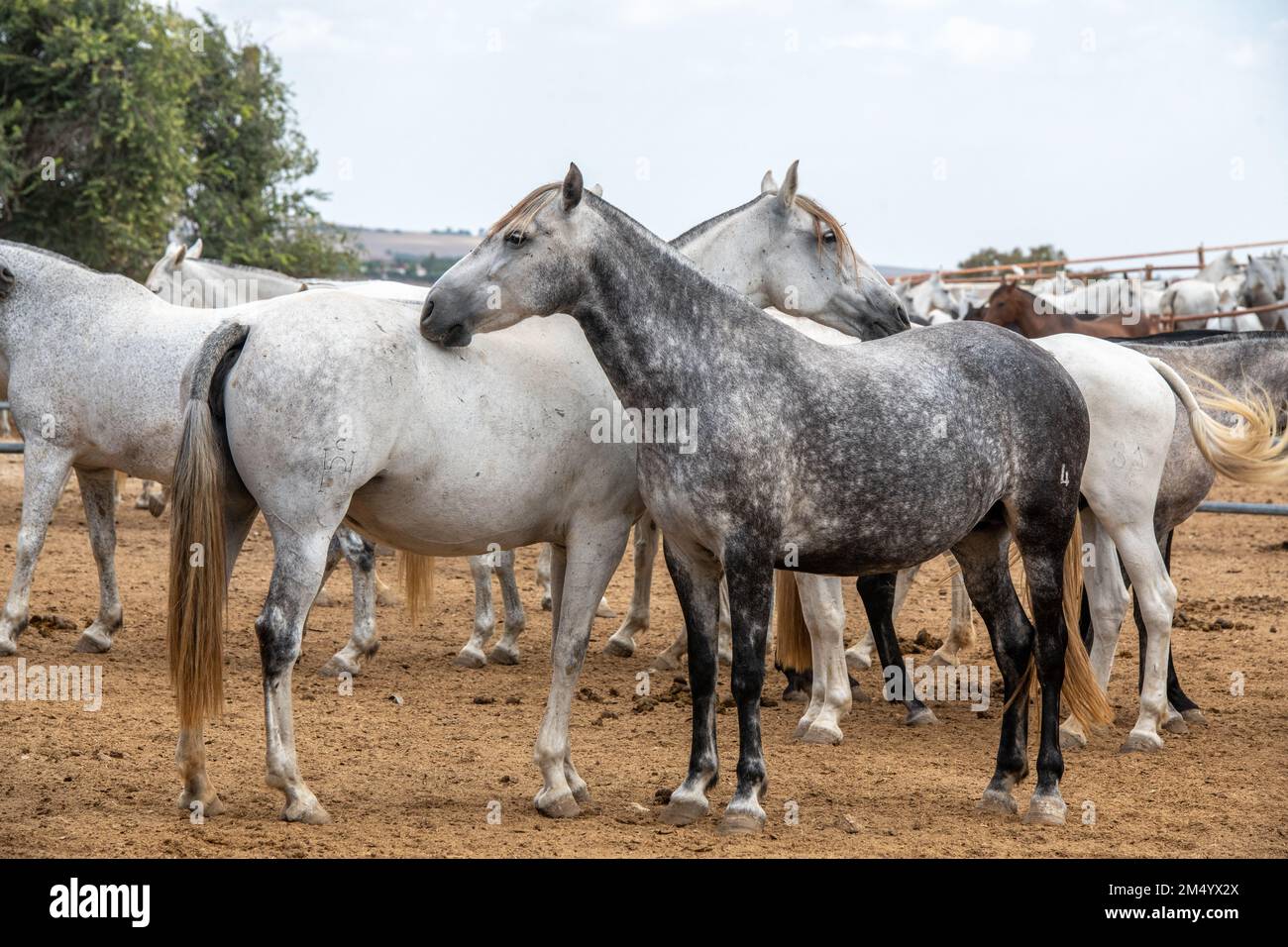 Caballos Andaluces