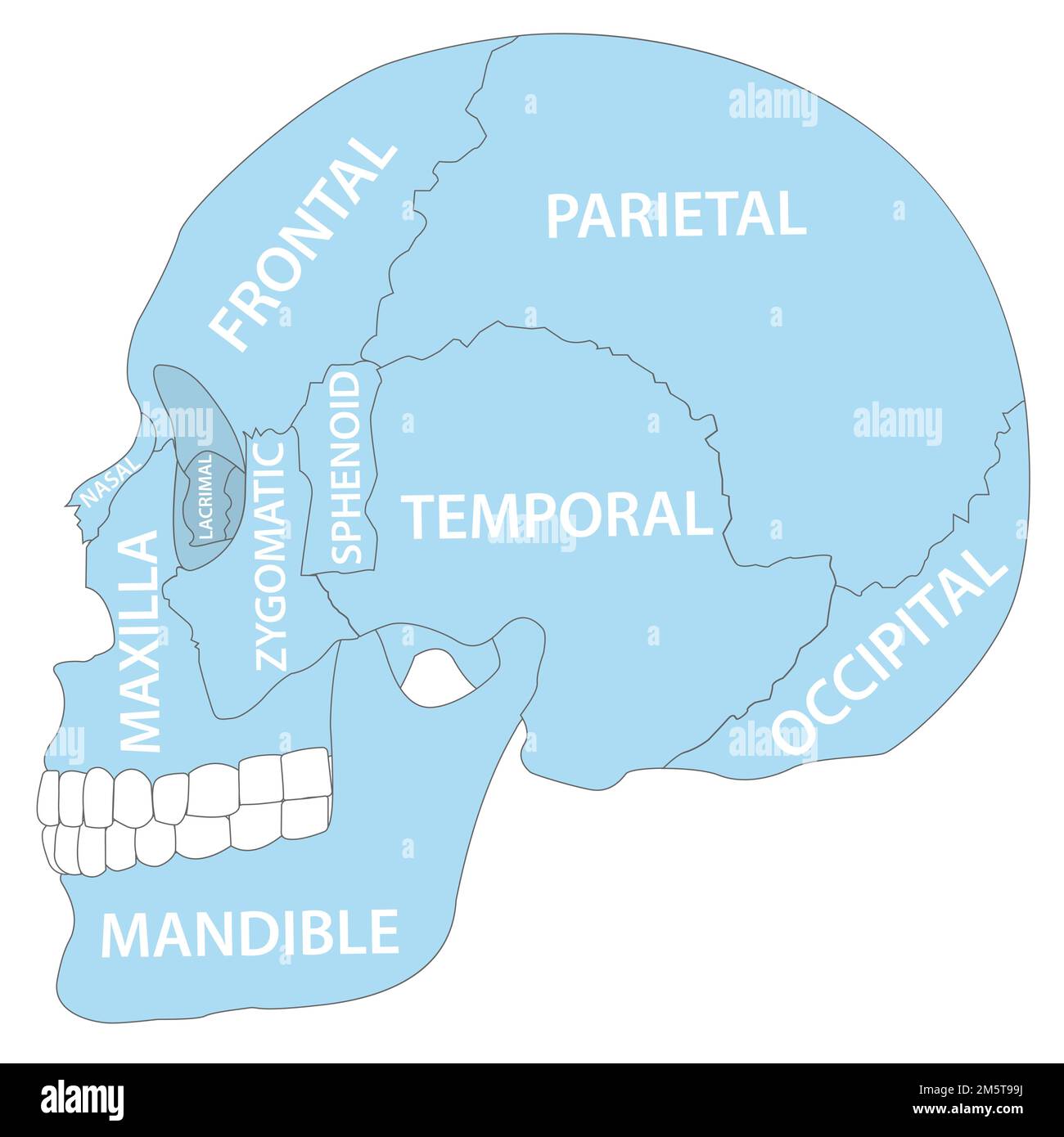 Huesos de la cara anatomia Imágenes vectoriales de stock - Alamy