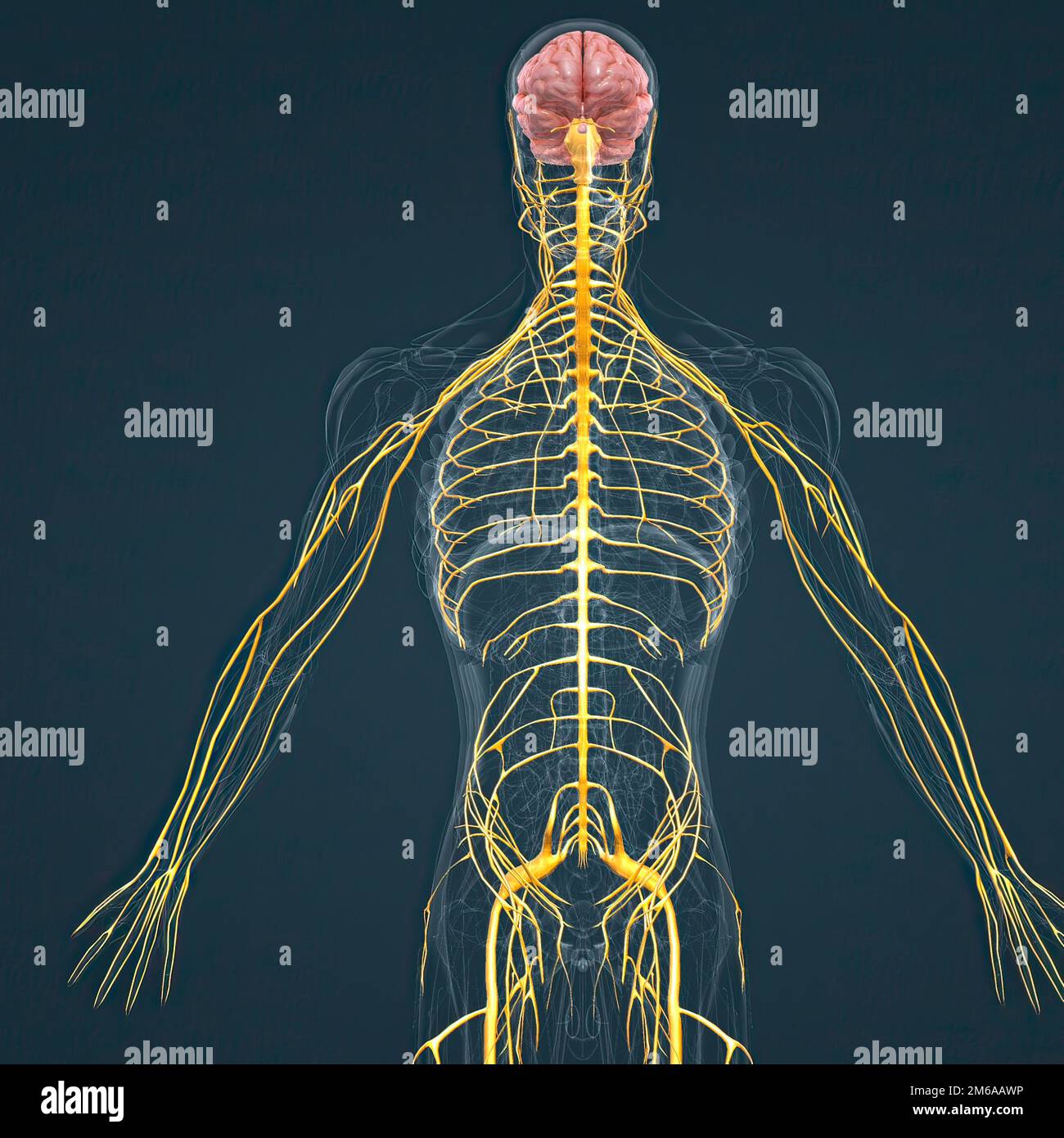 Sistema Nervioso Central Medula Espinal Y Encefalo – Bilarasa Sistema Nervioso Central Medula Espinal Y Encefalo – Bilarasa