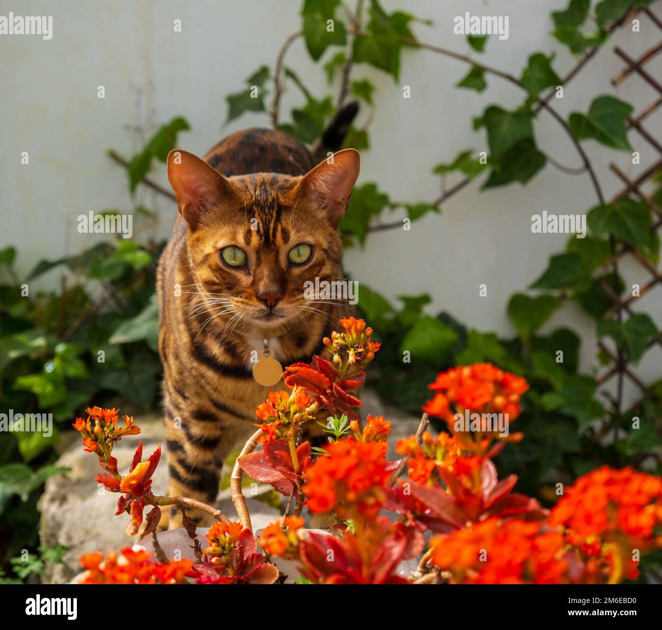 Gato de Bengala en el jardín de la casa. Kalanchoe blossfeldiana ...