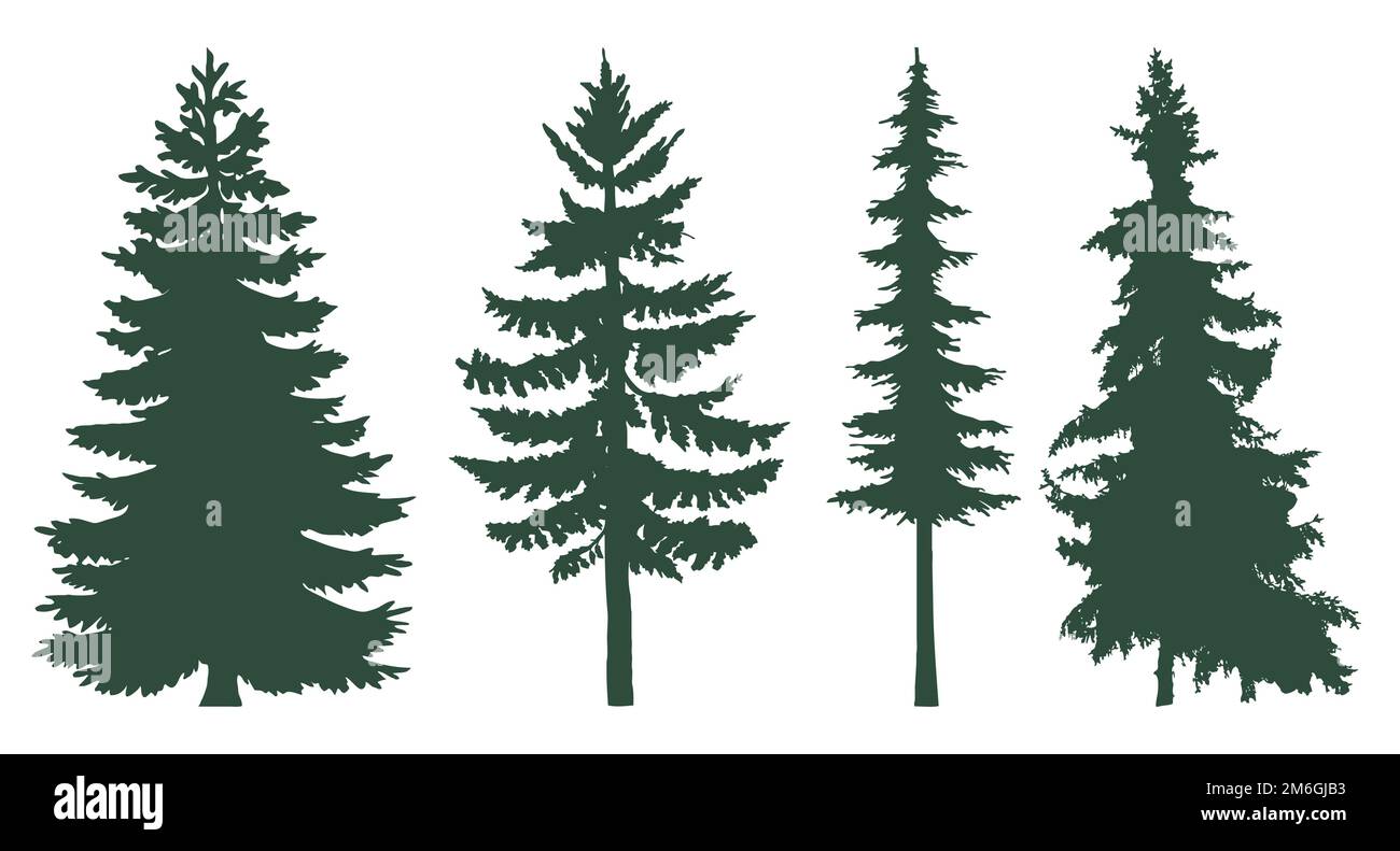 Coniferas Y Latifoliadas