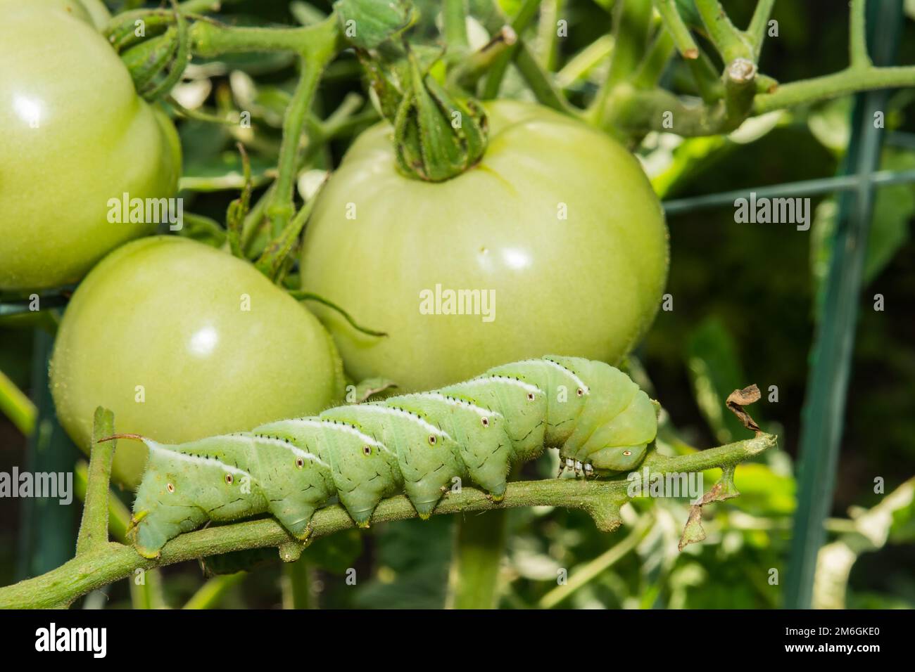 Goliath worm fotografías e imágenes de alta resolución - Alamy