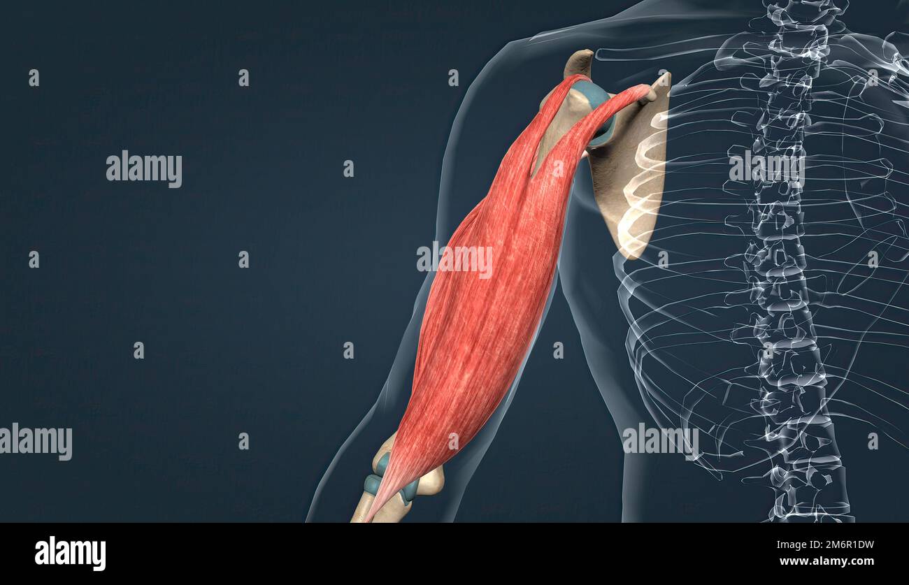 Extension Y Flexion De Brazo at John Rencher blog