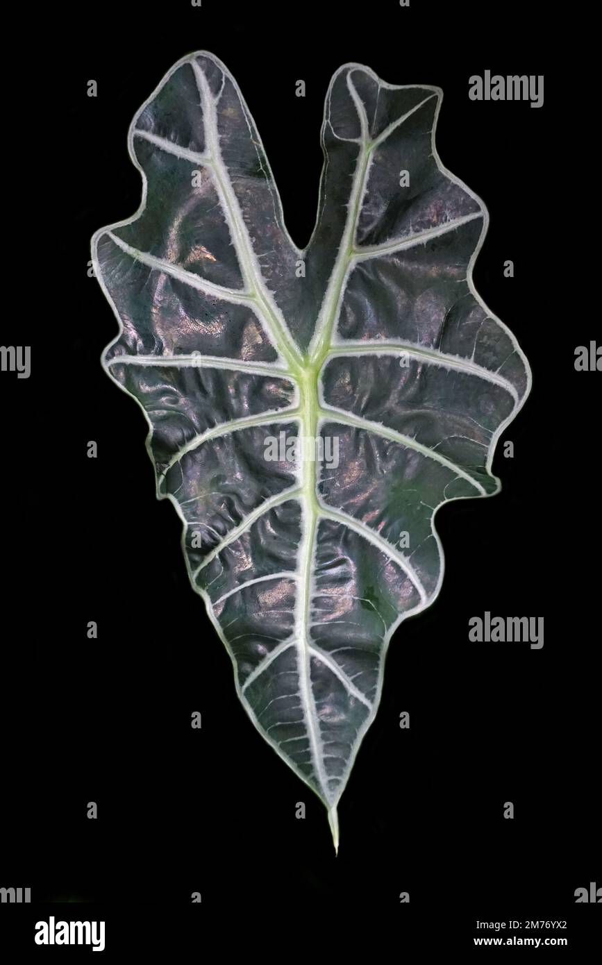 Plantas Traqueofitas