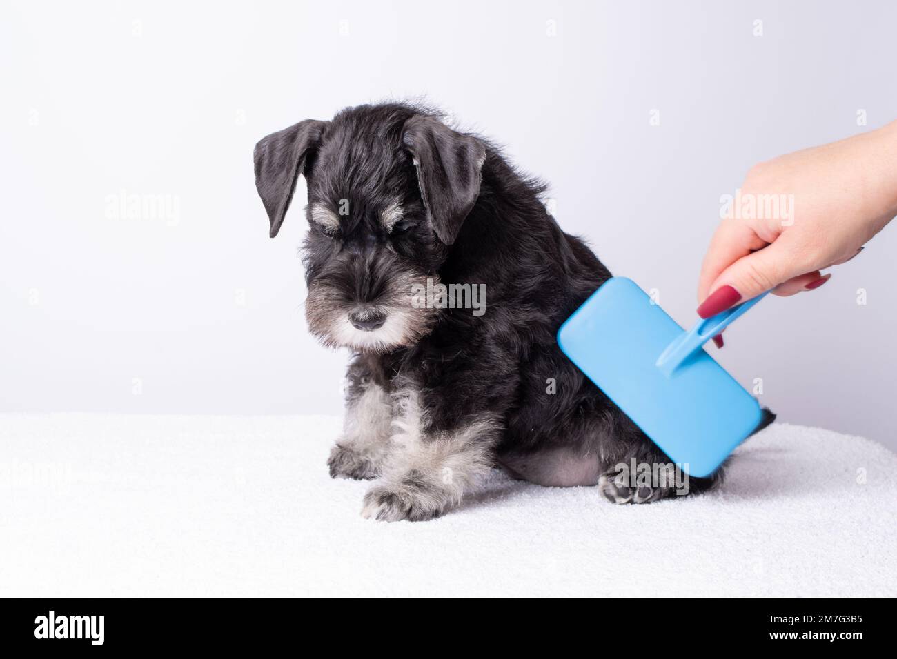 Como Acicalar A Un Perro En Casa Con Tijeras