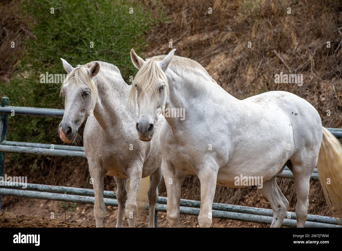 Caballos Andaluces