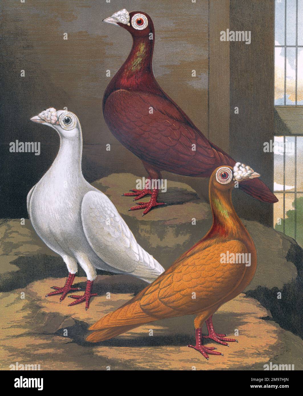 Paloma Jacobina Roja