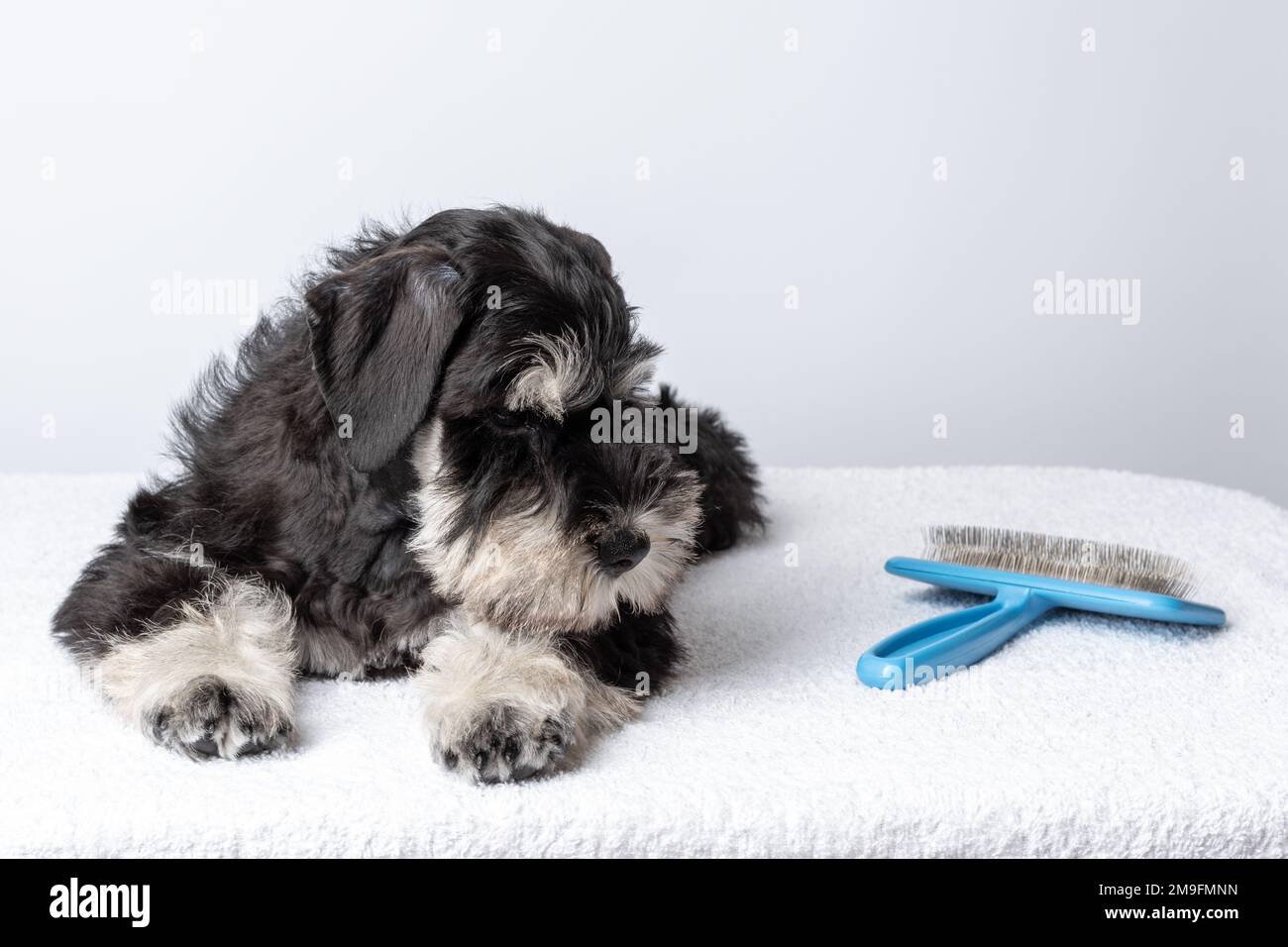 Como Acicalar A Un Perro En Casa Con Tijeras