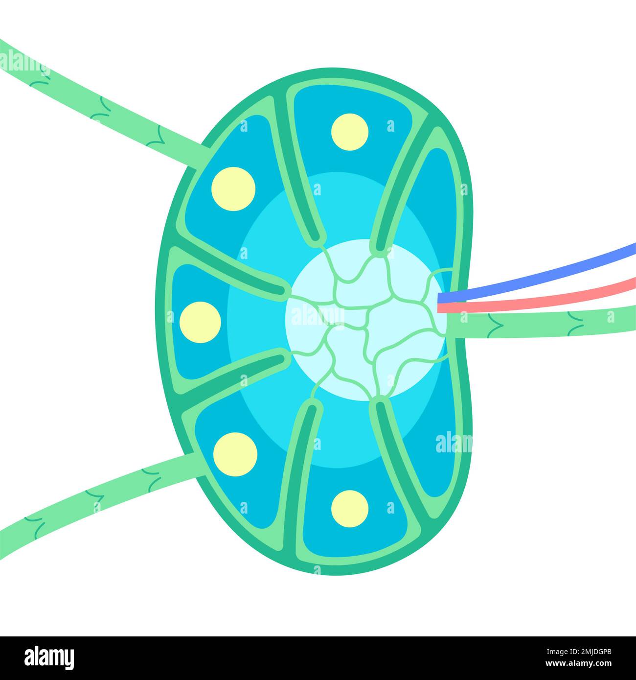 Estructura de los ganglios linfáticos fotografías e imágenes de alta ...