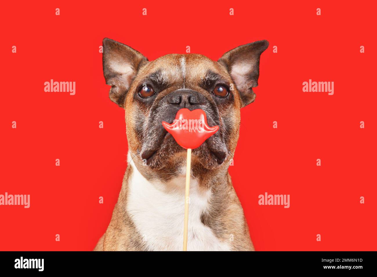 Puedo Besar A Mi Perro Con Herpes Labial